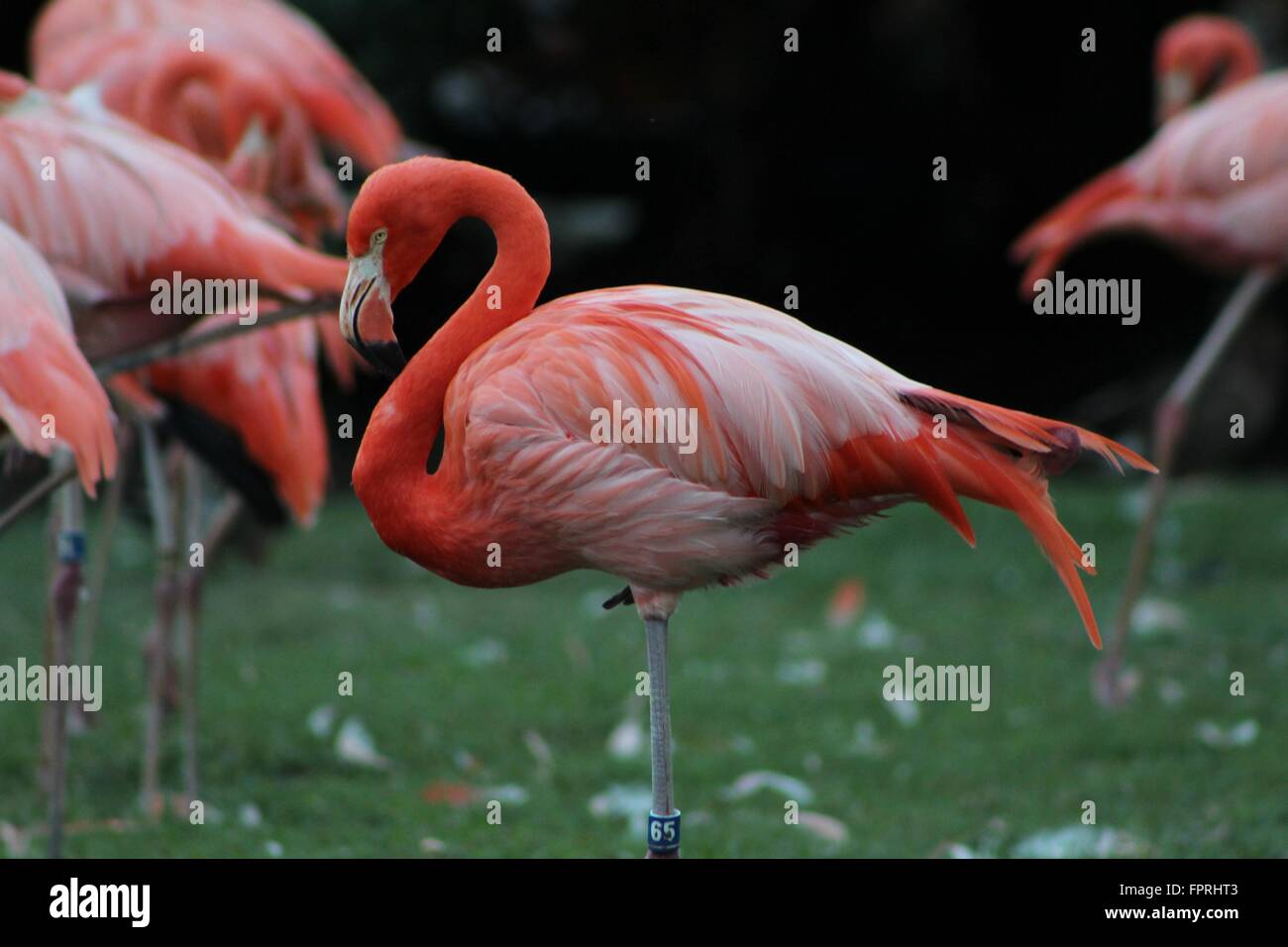 Flamingo in Tampa, Florida Stock Photo - Alamy