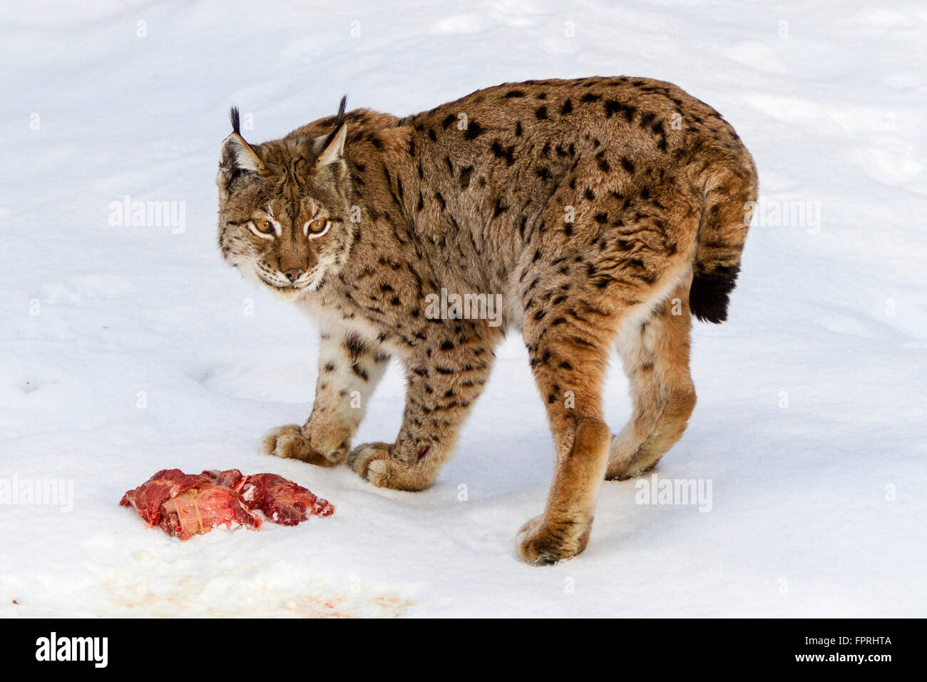 Lynx in snow wildlife hi-res stock photography and images - Alamy