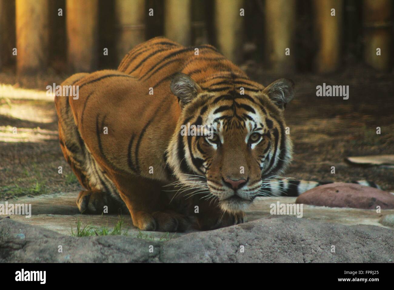 Beautiful tiger hi-res stock photography and images - Alamy