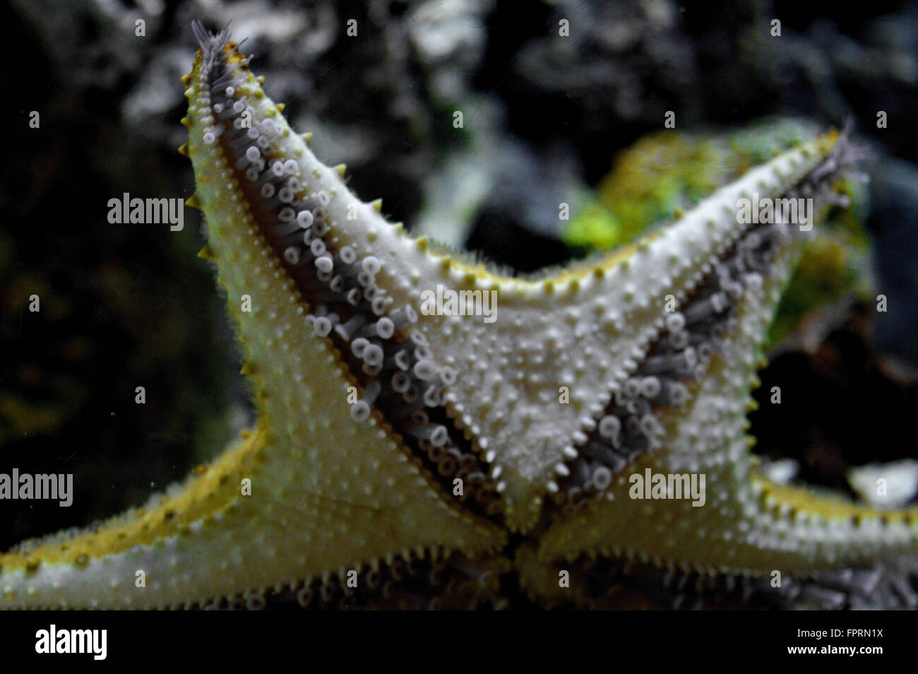 Underneath starfish hi-res stock photography and images - Alamy