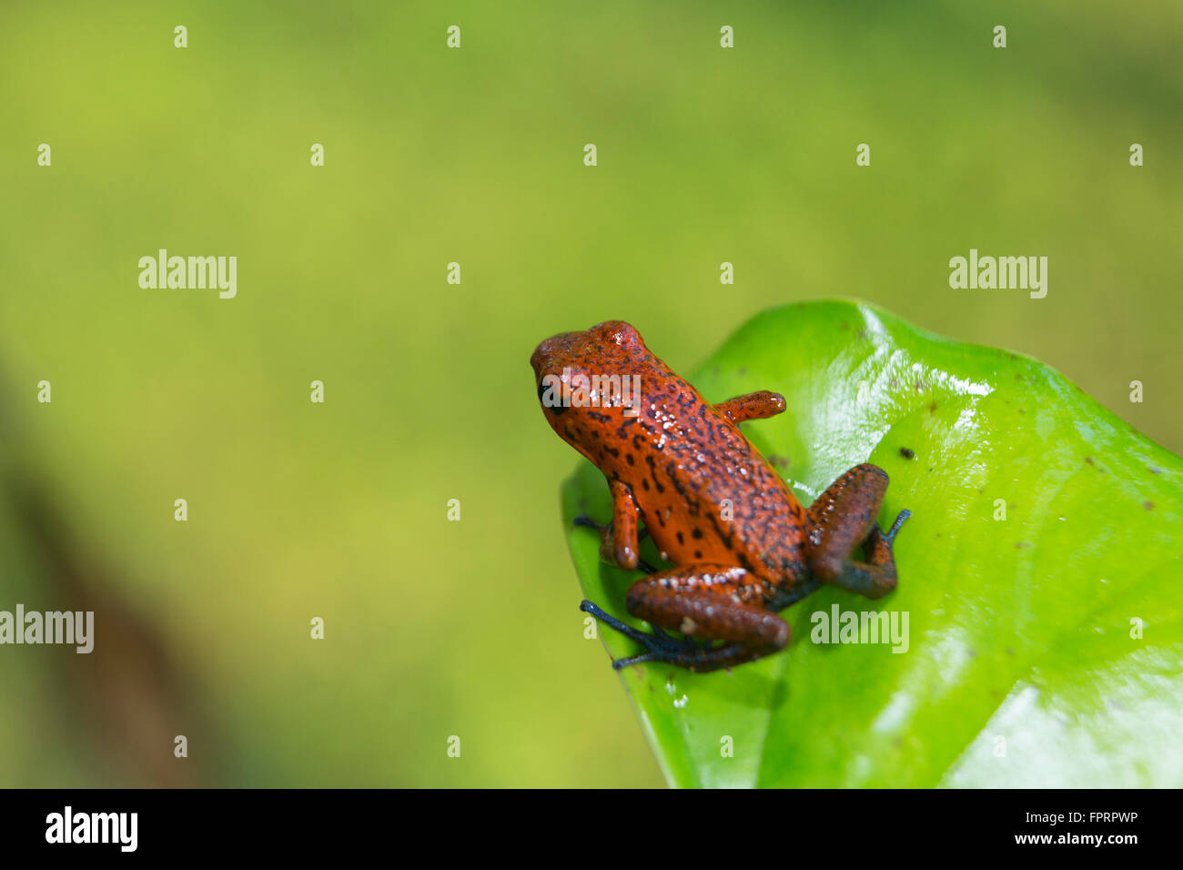 Costa rican amphibian hi-res stock photography and images - Alamy