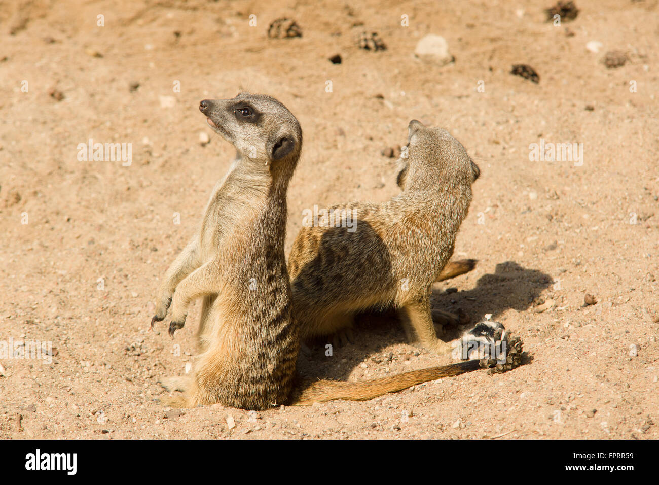 cheerful and beautiful surikata go about the own business in sand Stock ...
