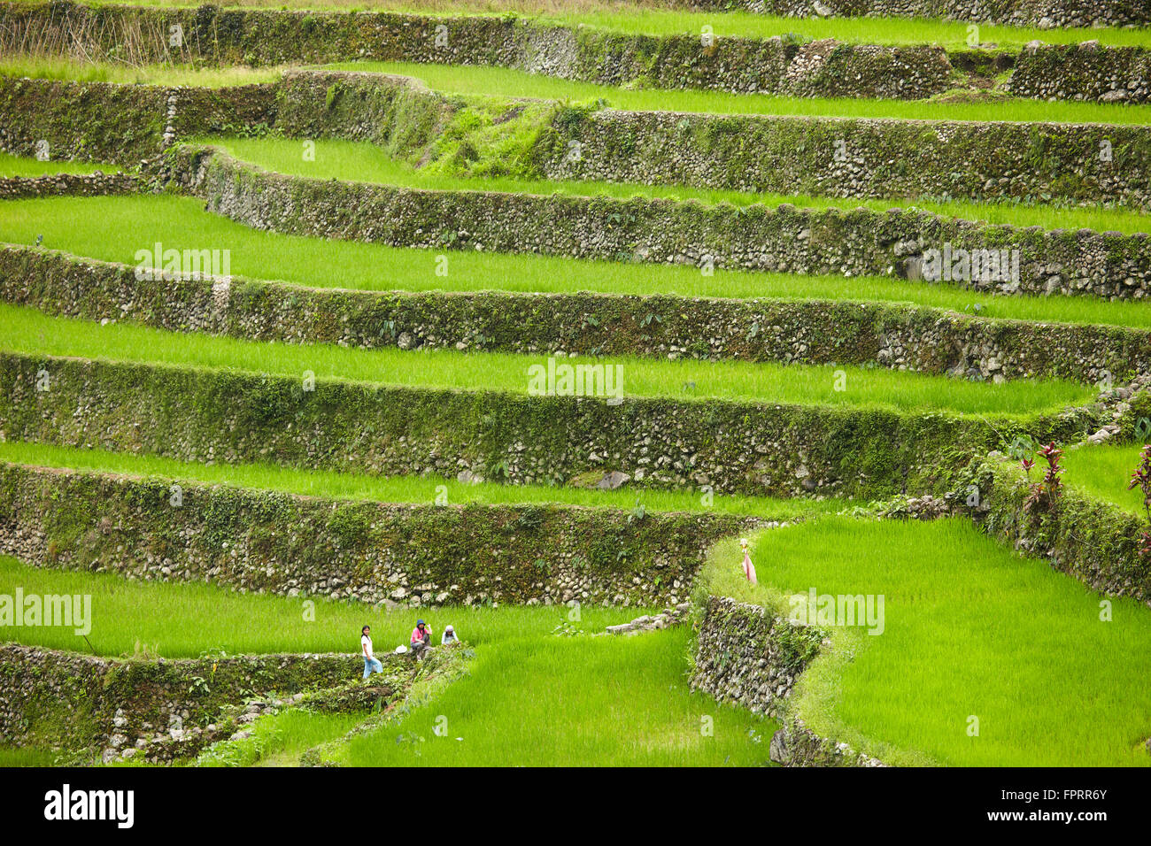 Agricultural rice terraces philippines hi-res stock photography and ...