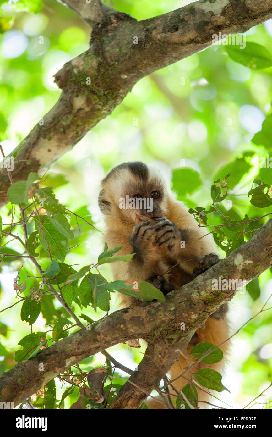 An Azaras's / hooded capuchin (Sapajus cay) in Mato Grosso do Sul ...