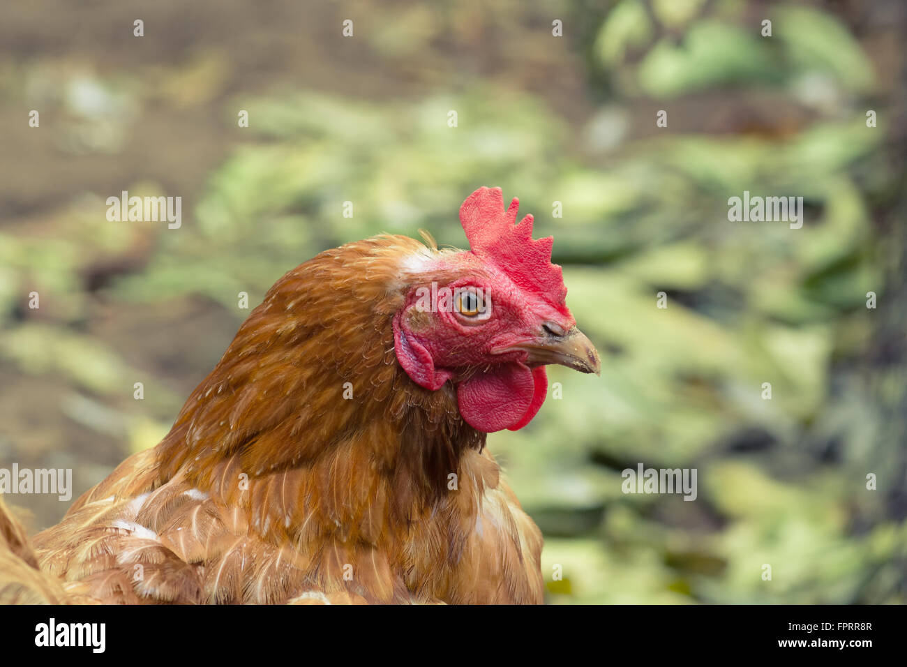 the head of curious chicken which is grazed on a farm Stock Photo - Alamy