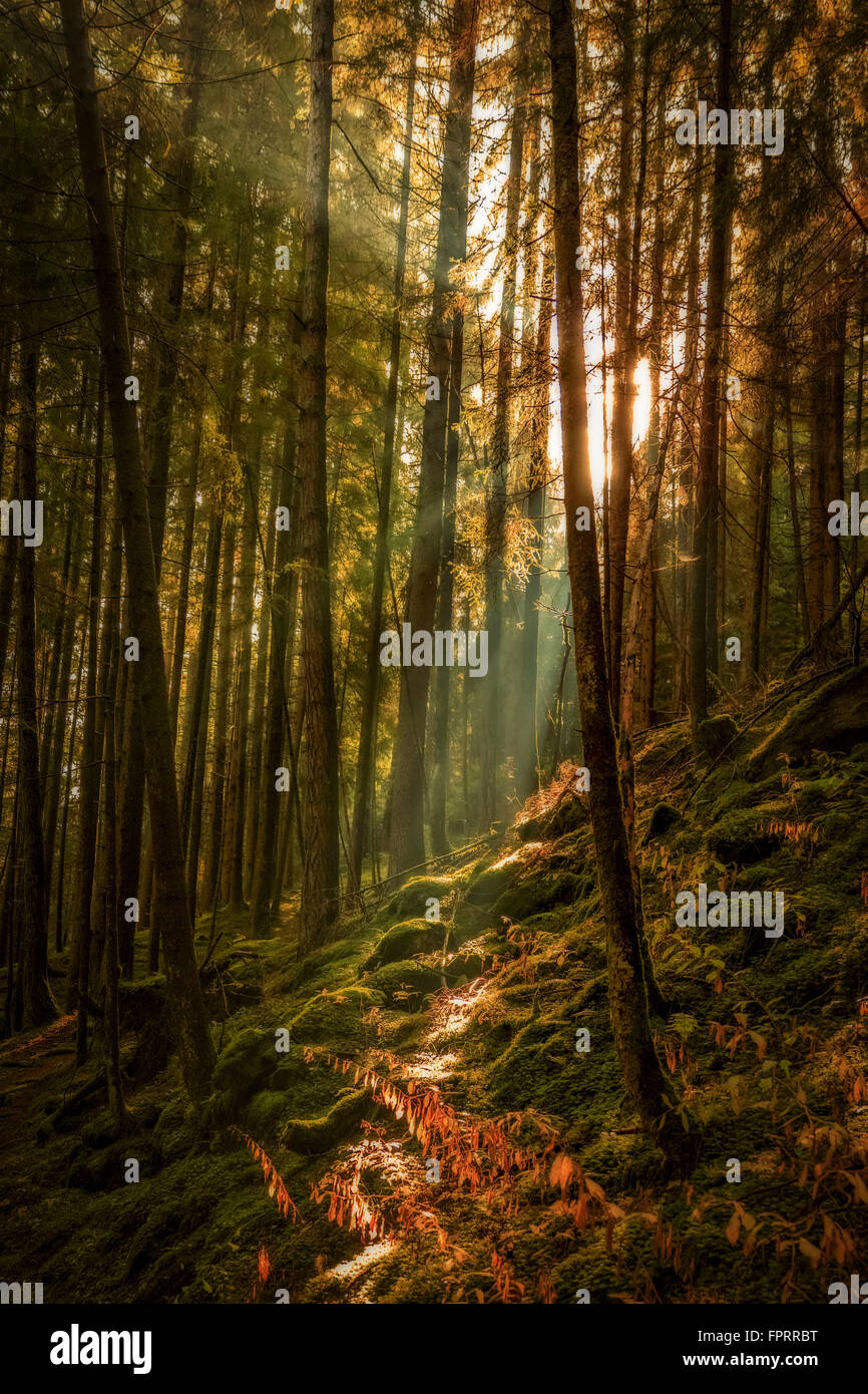 Italy, South Tyrol, forest, sunbeam Stock Photo - Alamy