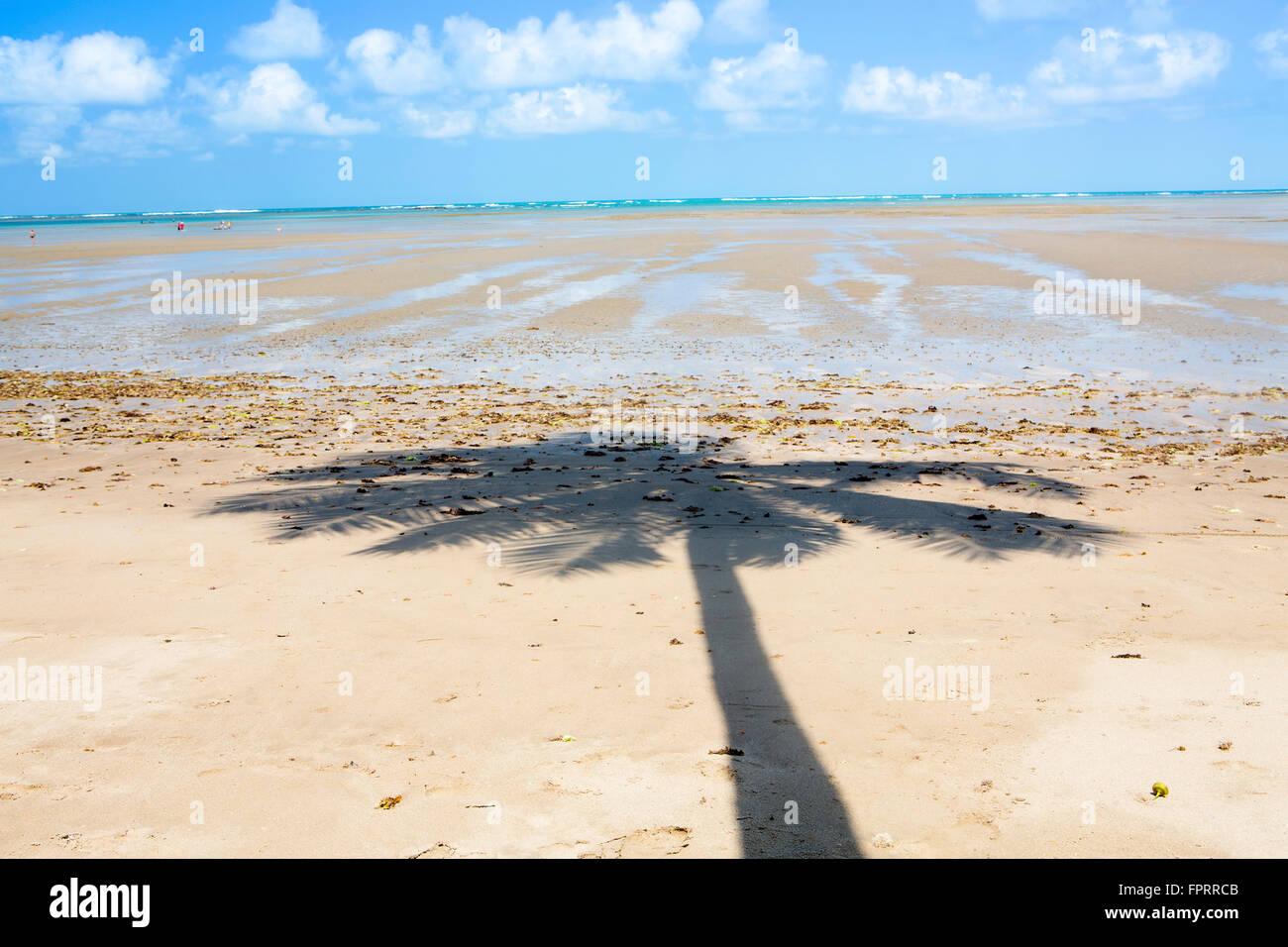 Shadow of a palm tree on a beach Stock Photo - Alamy
