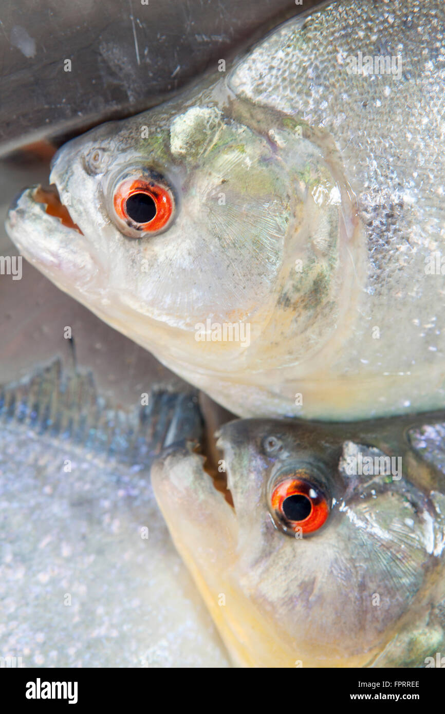 Close-up of red-eyed piranha (Serrasalmus rhombeus) fish from the ...