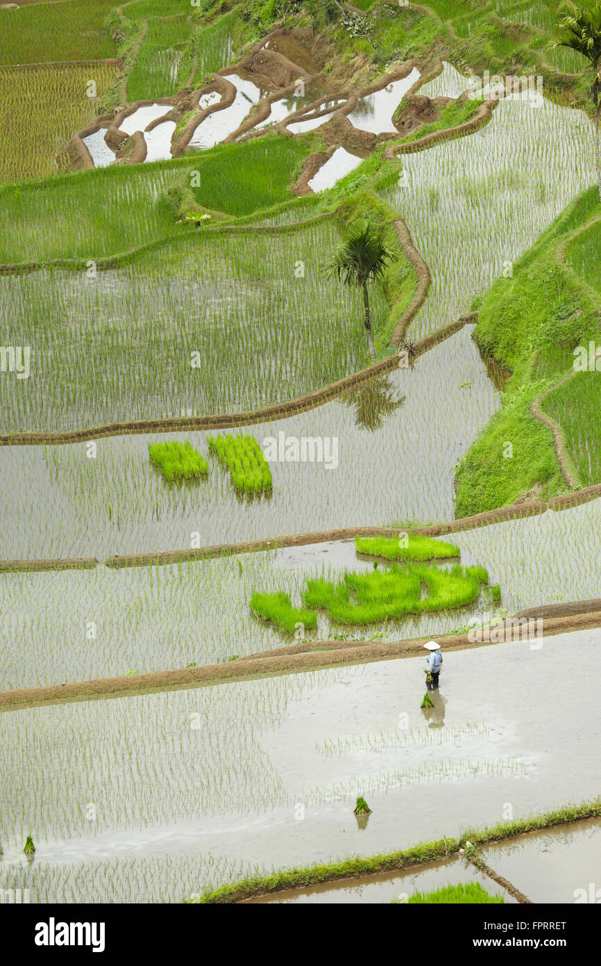 Banaue rice terraces hi-res stock photography and images - Alamy