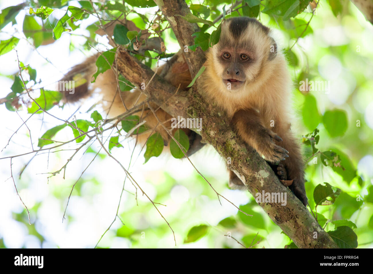 Azaras’s Capuchin (Sapajus cay) in the Mato Grosso do Sul Pantanal in ...