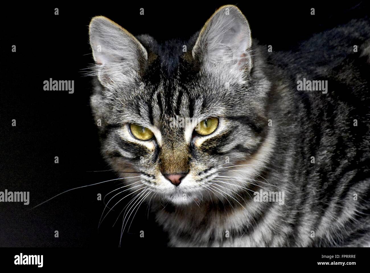 Tabby cat portrait on black background Stock Photo - Alamy
