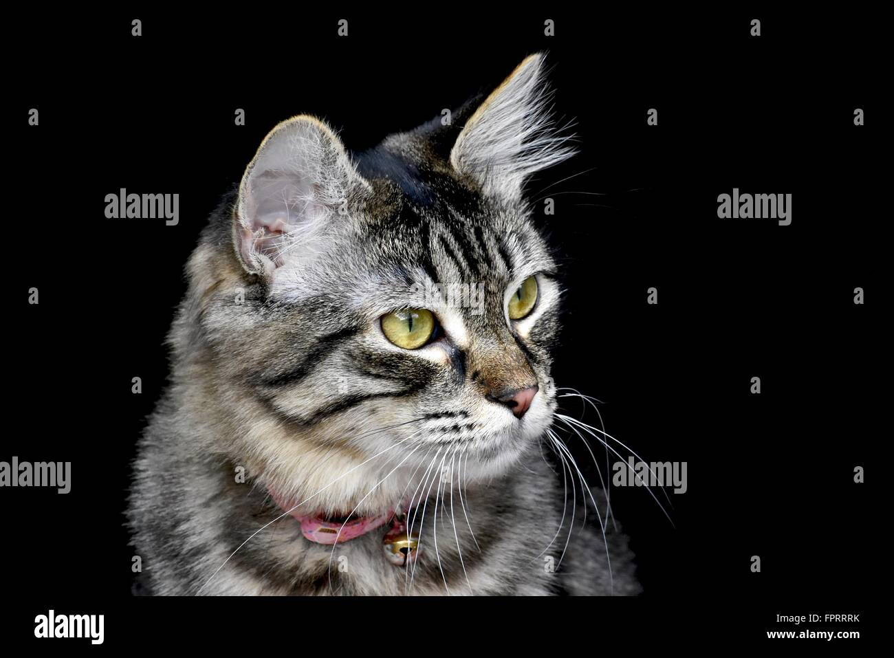 Tabby cat portrait on black background Stock Photo - Alamy