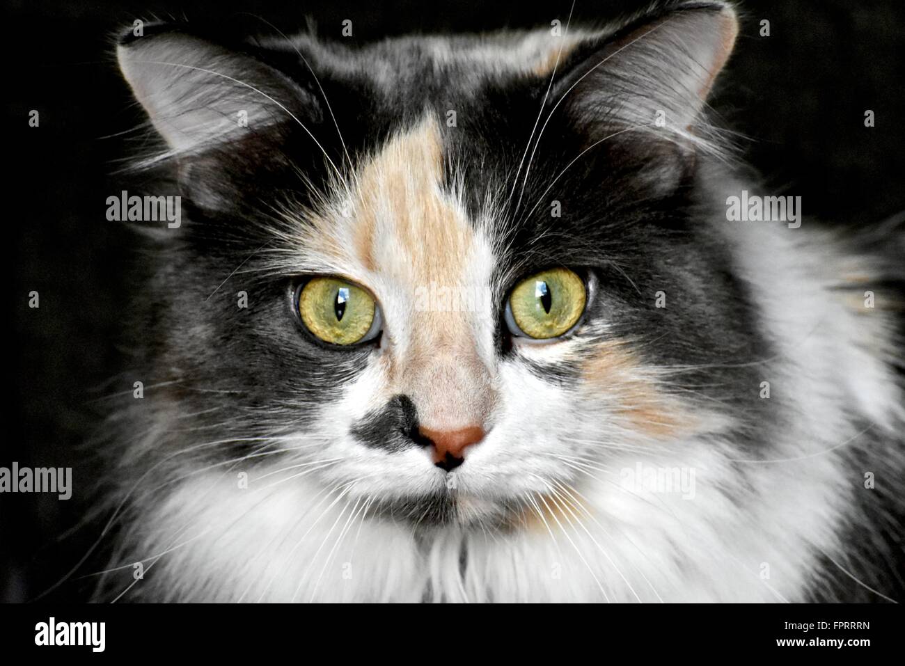 Long hair calico cat (Felis catus) with exotic eyes Stock Photo - Alamy