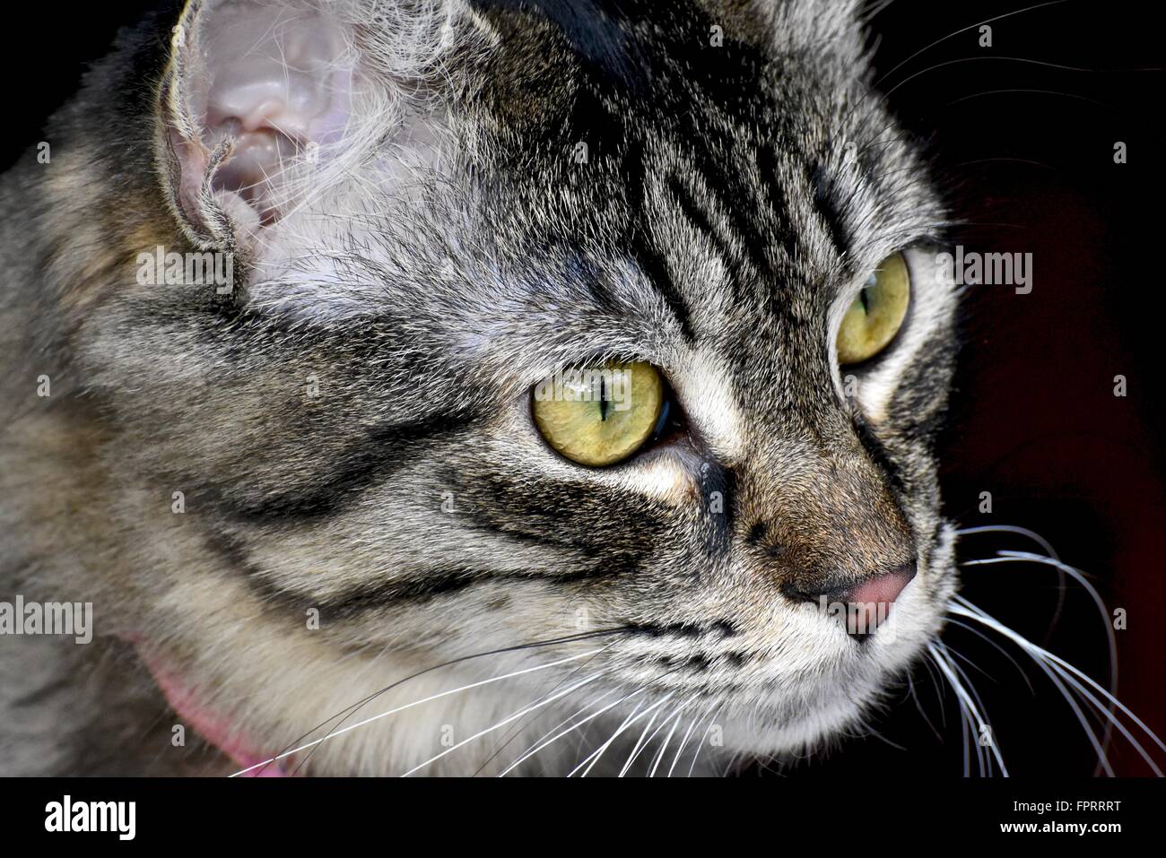Tabby cat portrait on black background Stock Photo - Alamy