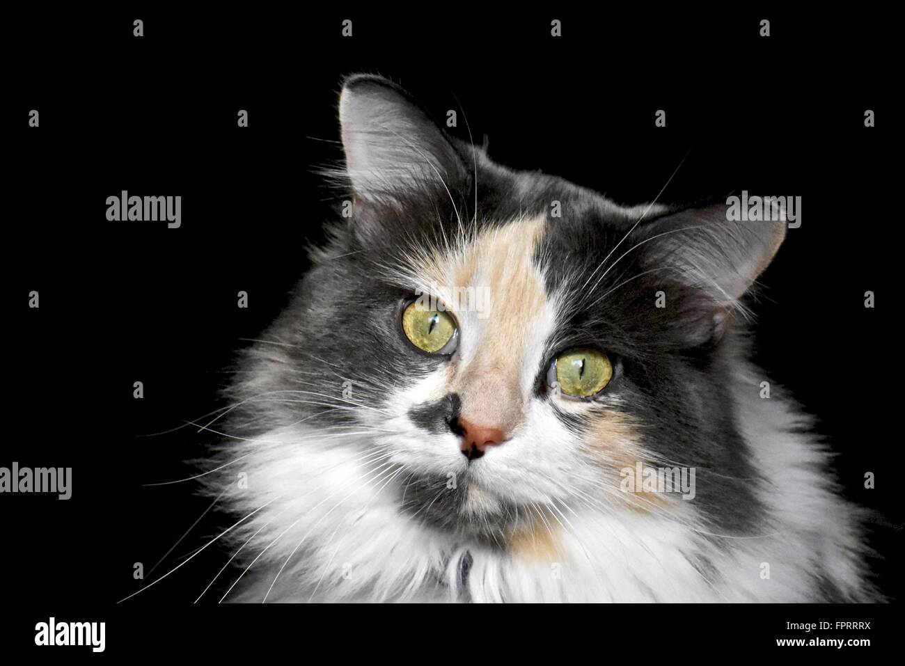 Long hair calico cat (Felis catus) with exotic eyes Stock Photo - Alamy