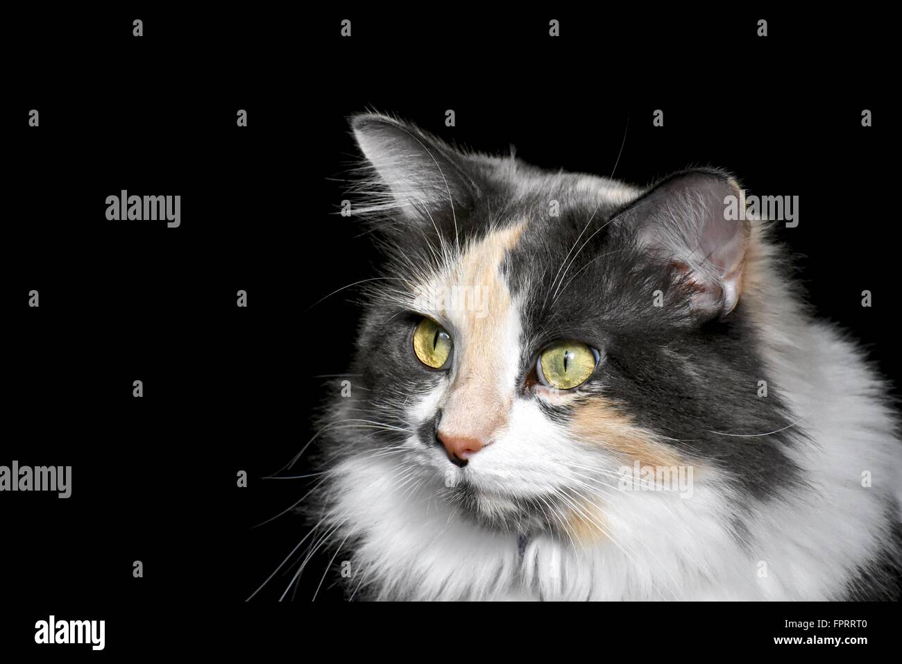 Beautiful cat posing for a portrait Stock Photo - Alamy