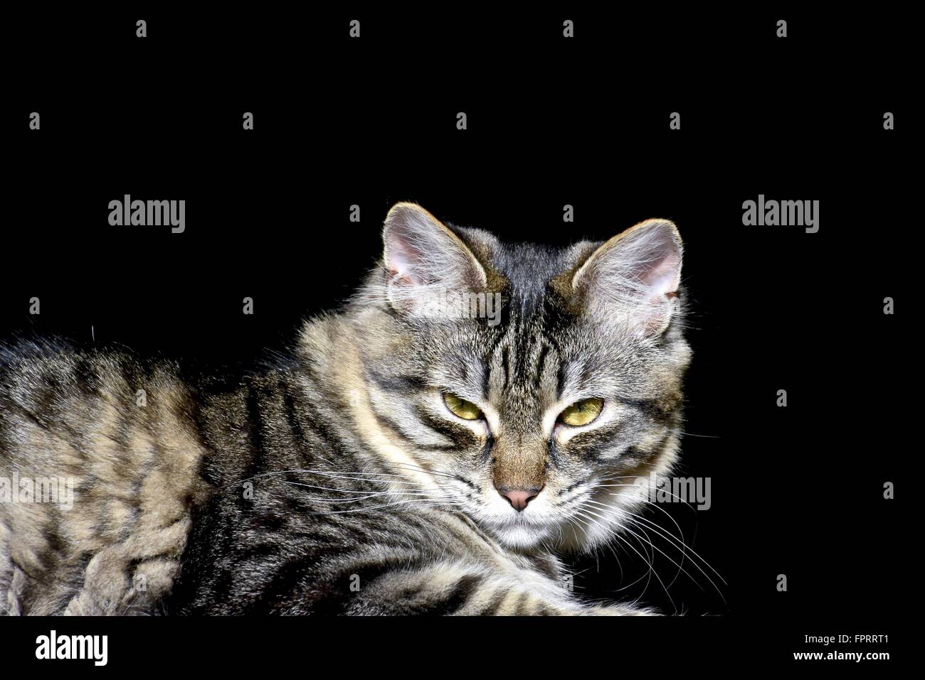 Tabby cat portrait on black background Stock Photo - Alamy