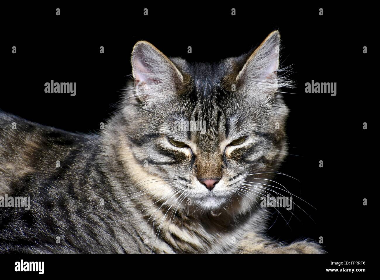 Tabby cat portrait on black background Stock Photo - Alamy