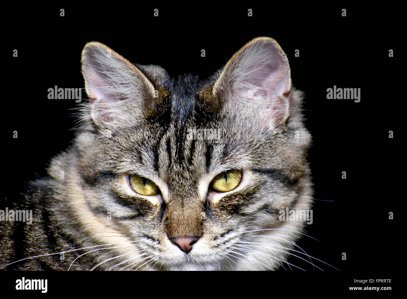 Tabby cat portrait on black background Stock Photo - Alamy