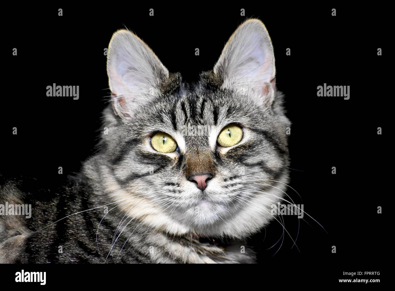 Tabby cat portrait on black background Stock Photo - Alamy