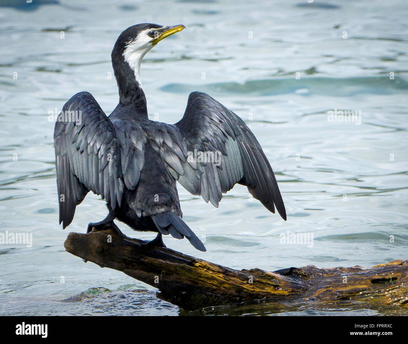 A New Zealand shag at a lake getting ready to fly off Stock Photo - Alamy