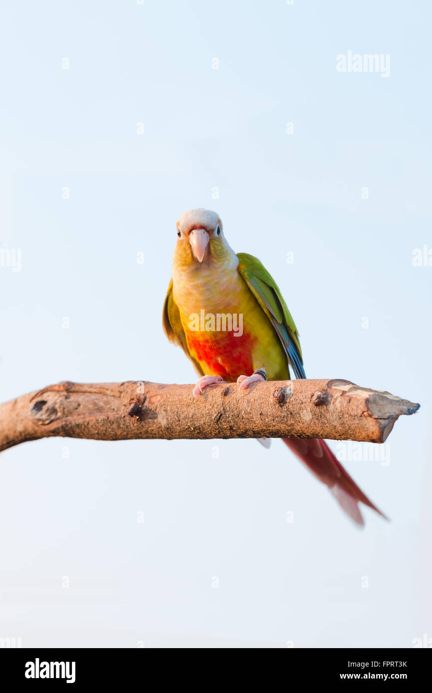 close up beautiful colorful parrot sitting on log Stock Photo - Alamy