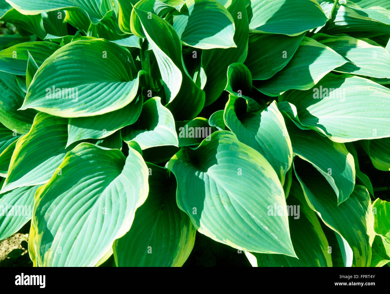 Hosta varieties hi-res stock photography and images - Alamy