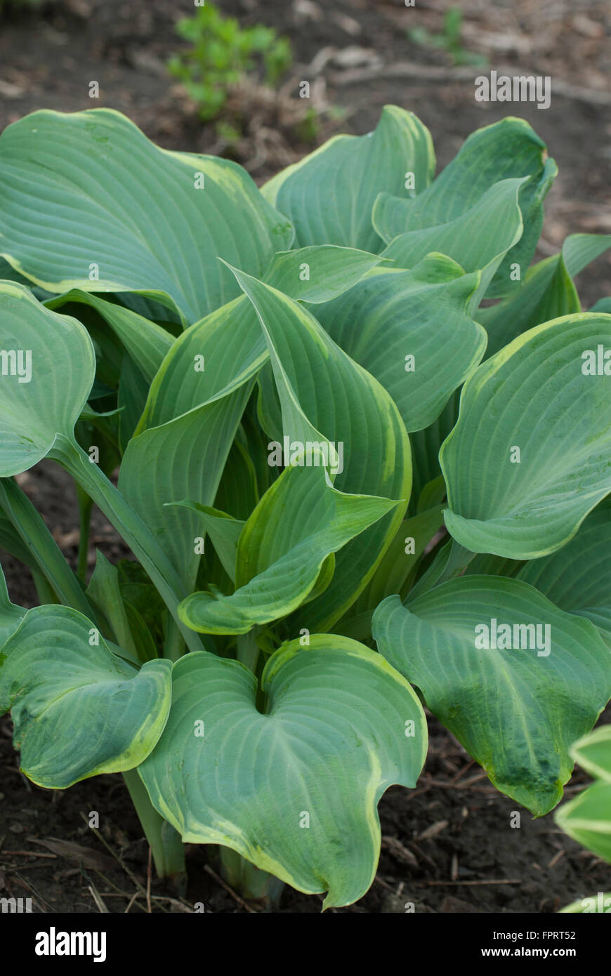 Hosta varieties hi-res stock photography and images - Alamy
