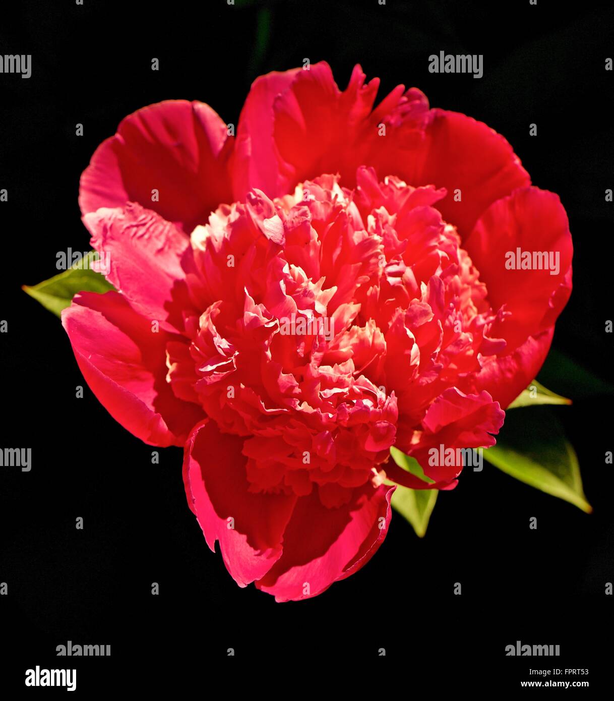 Red peony flower hi-res stock photography and images - Alamy