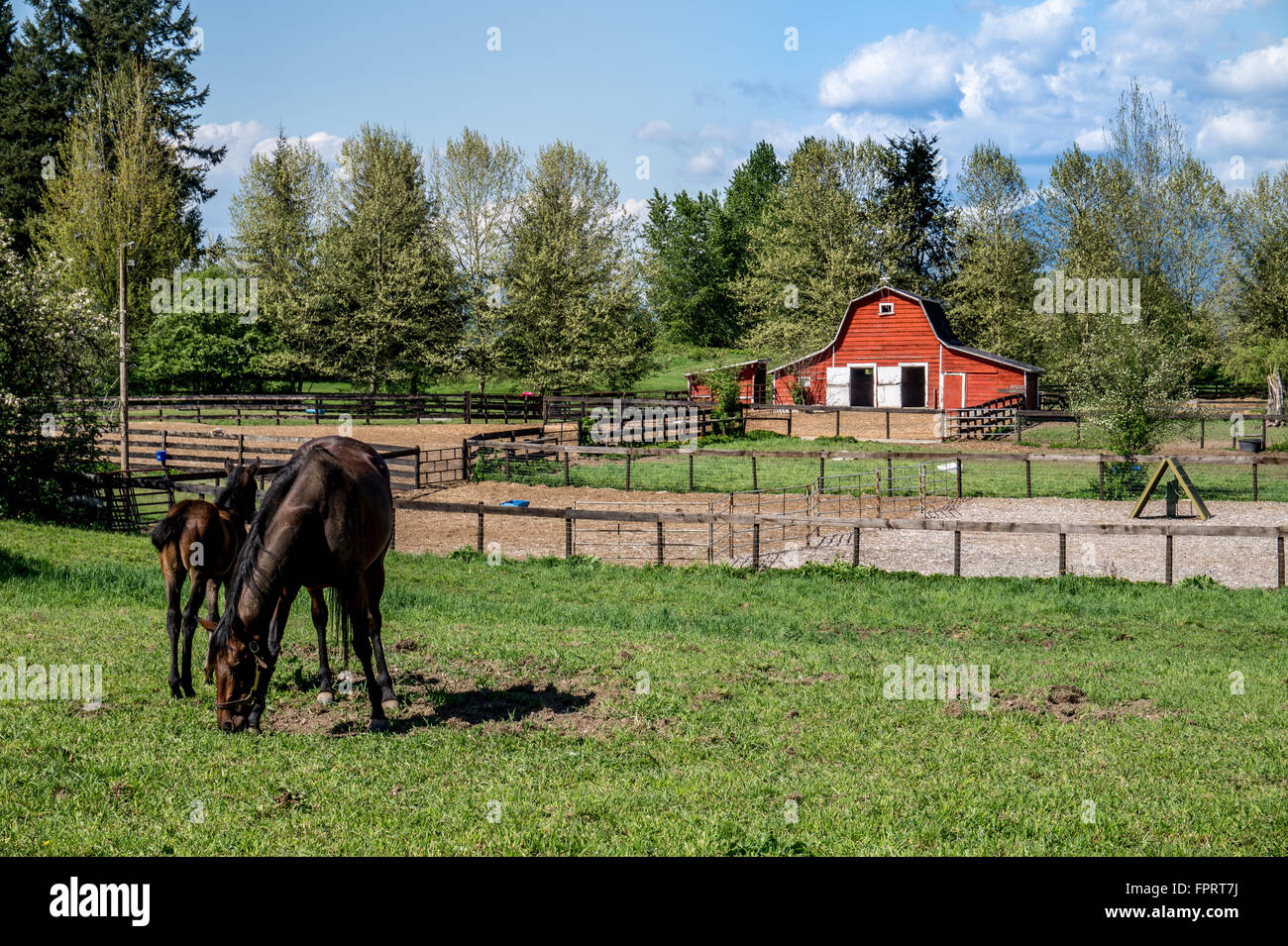 Mare and Filly in the Meadow with a Red Barn at a hobby farm near Fort ...