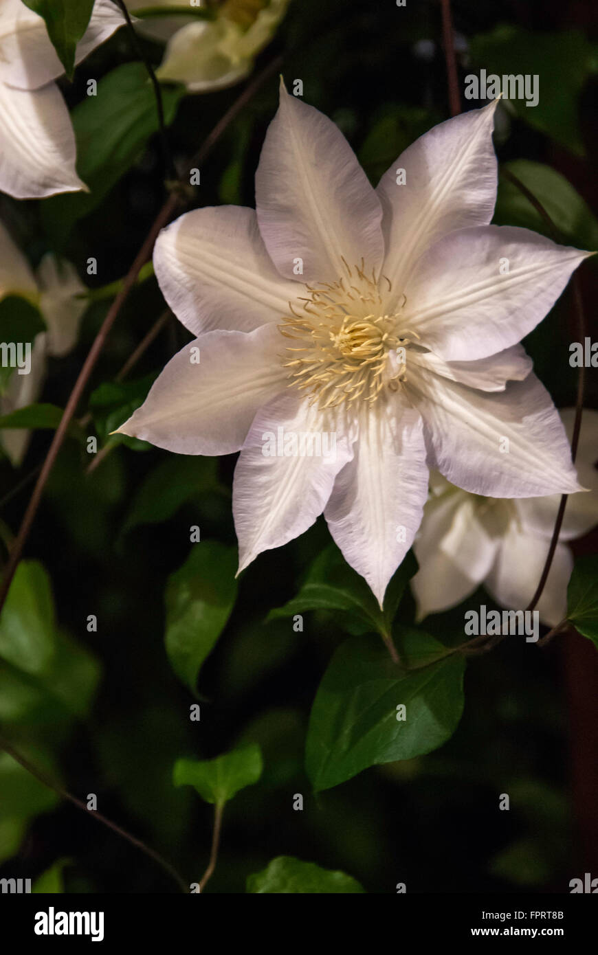 Gilian hi-res stock photography and images - Alamy