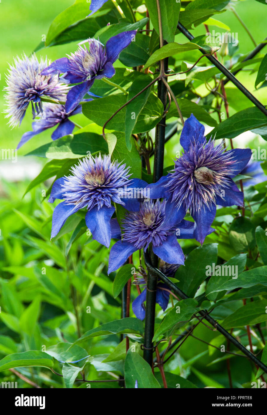 Clematis multi blue hi-res stock photography and images - Alamy