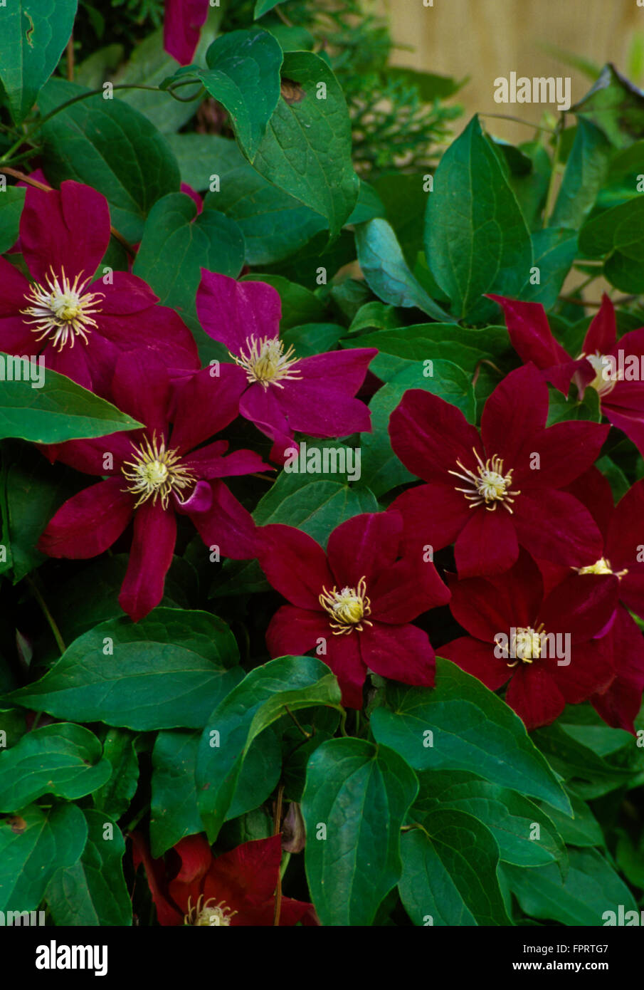 Clematis Clematis Hybrid High Resolution Stock Photography and Images ...