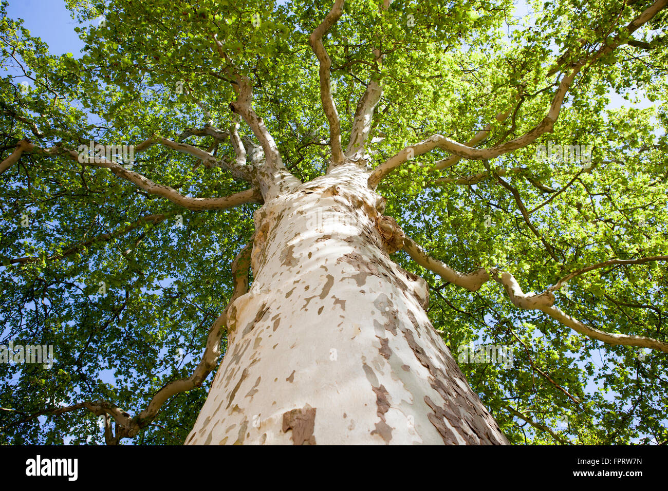 Trunk of an old plane tree (Plananus) with crown of leaves, Brandenburg ...