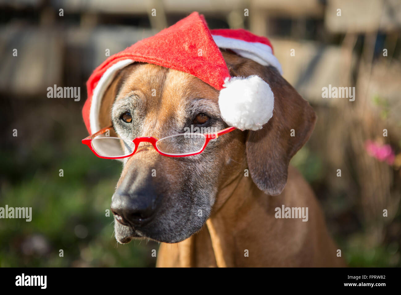 Dog (Canis lupus familiaris), Rhodesian Ridgeback, female, 9 years ...