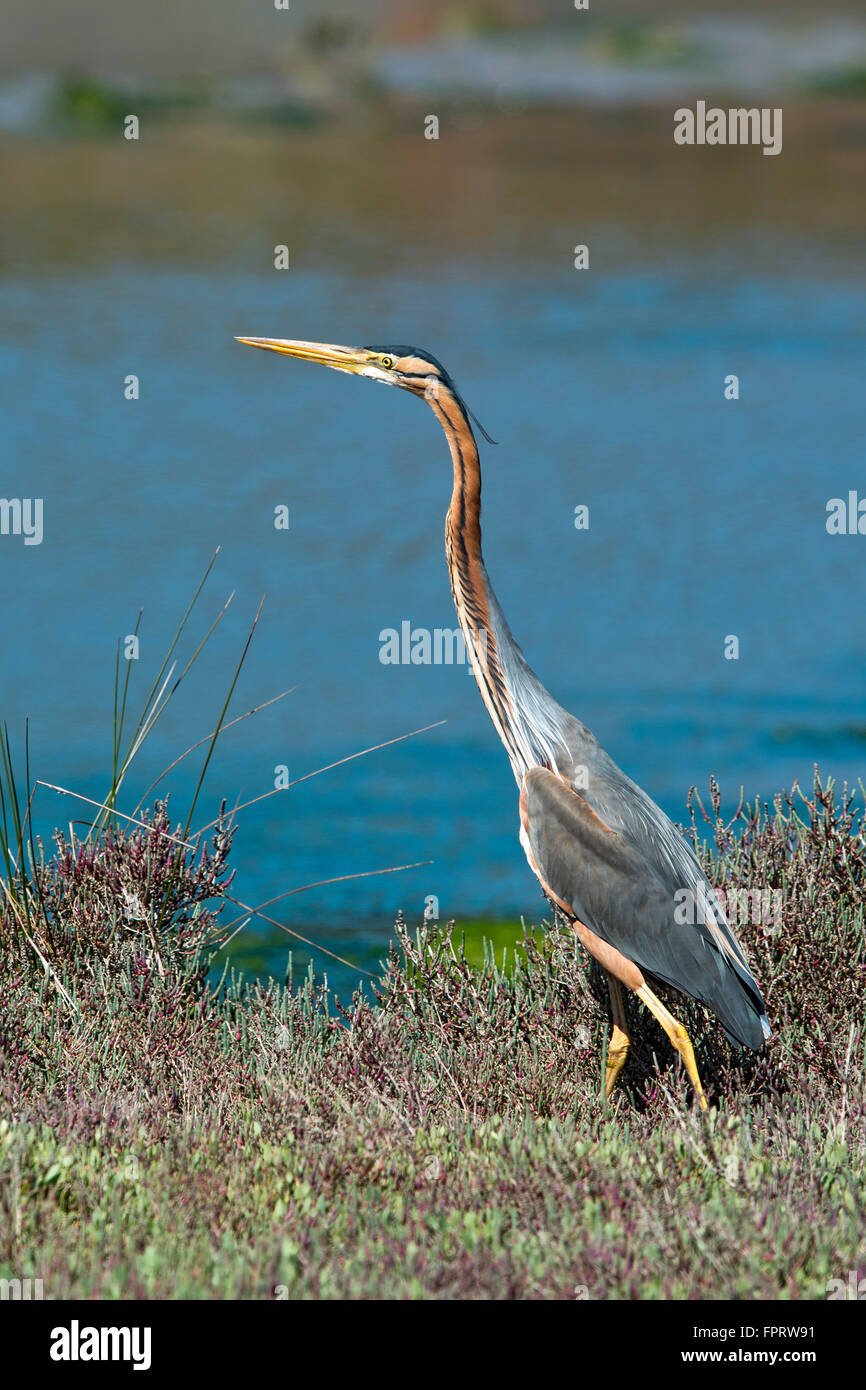 Purple Heron (Ardea purpurea) on the waterfront, Sardinia, Italy Stock ...