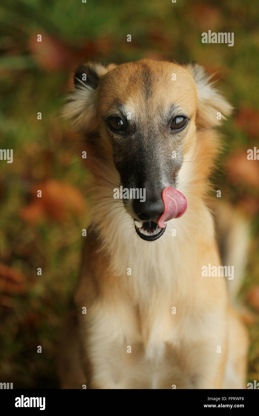 Silken Windsprite, portrait Stock Photo - Alamy