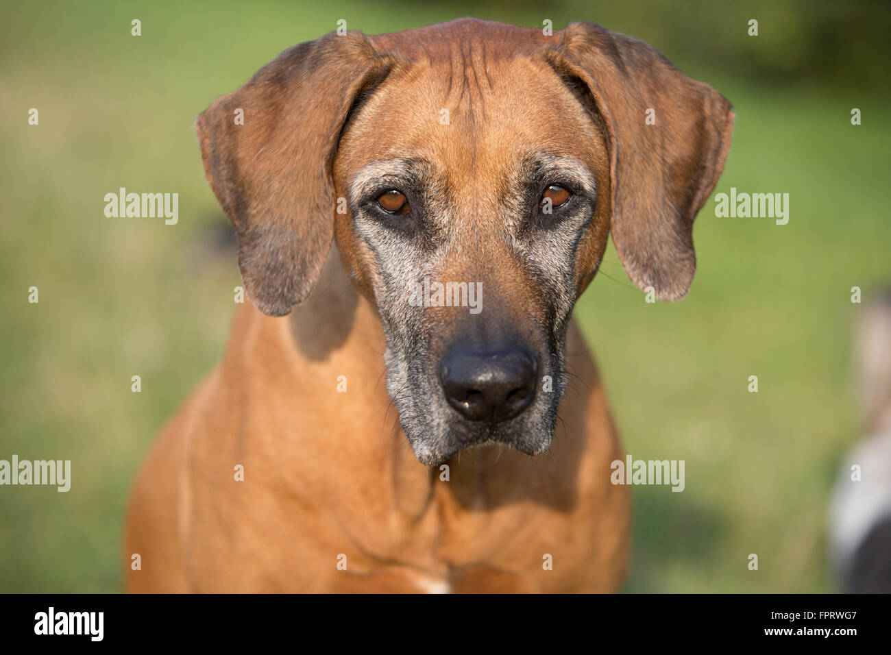 Dog (Canis lupus familiaris), Rhodesian Ridgeback, female, 9 years ...