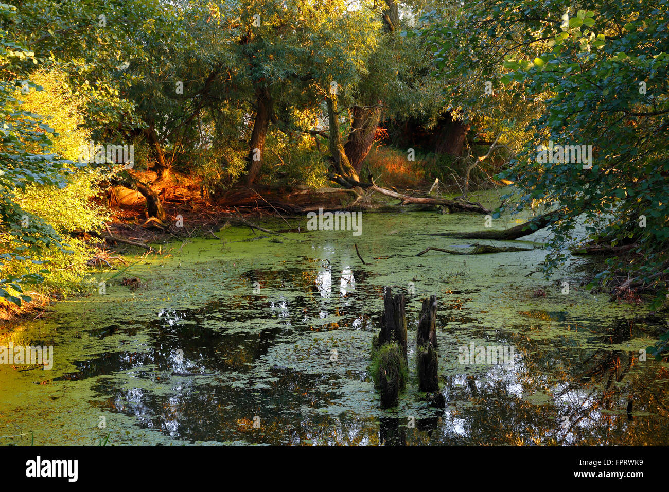 Oxbow lake in the floodplain landscape, Middle Elbe Biosphere Reserve ...