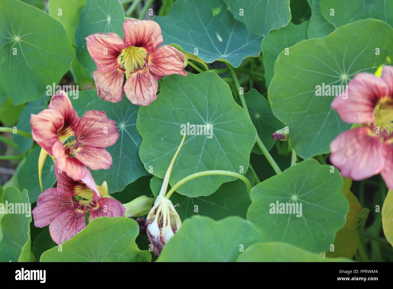 Orange pink and yellow flowers and leaves Stock Photo - Alamy