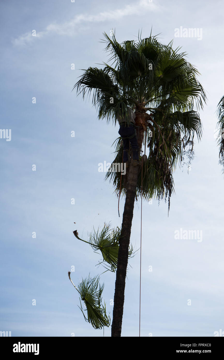 Pruning a palm tree hi-res stock photography and images - Alamy
