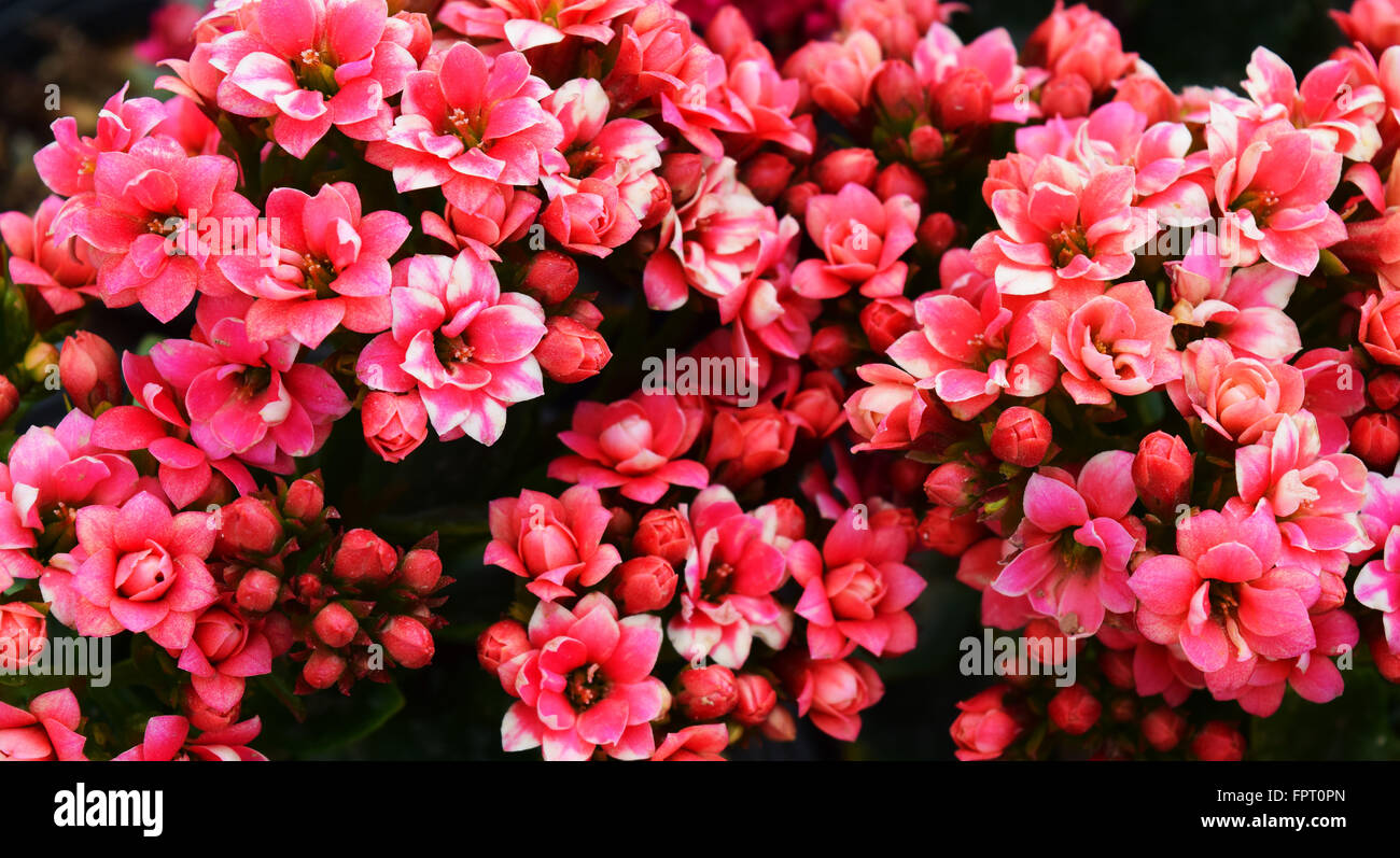 beautiful pink flowers Stock Photo - Alamy