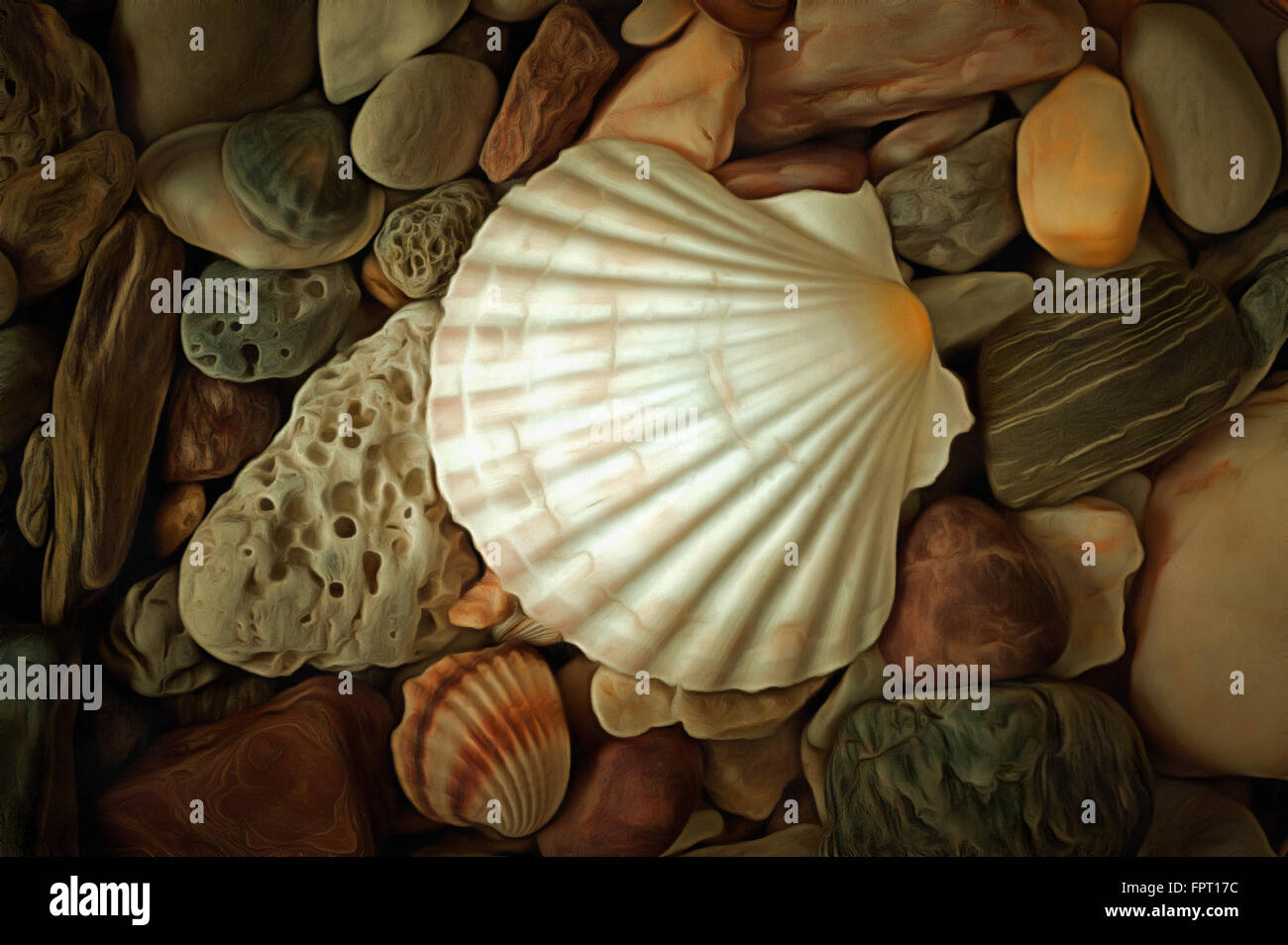 Still life seashell hi-res stock photography and images - Alamy