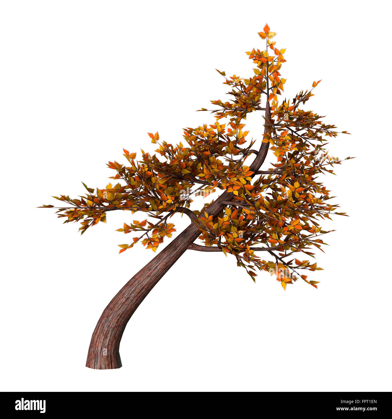Digital render of an autumnal bonsai tree isolated on white background ...