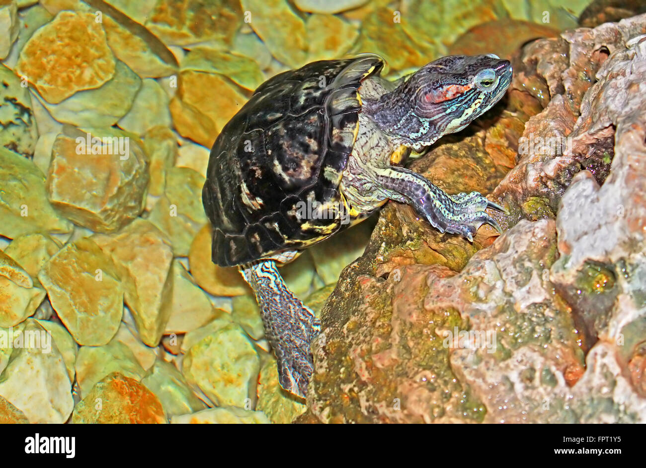 Turtle getting out of water Stock Photo - Alamy