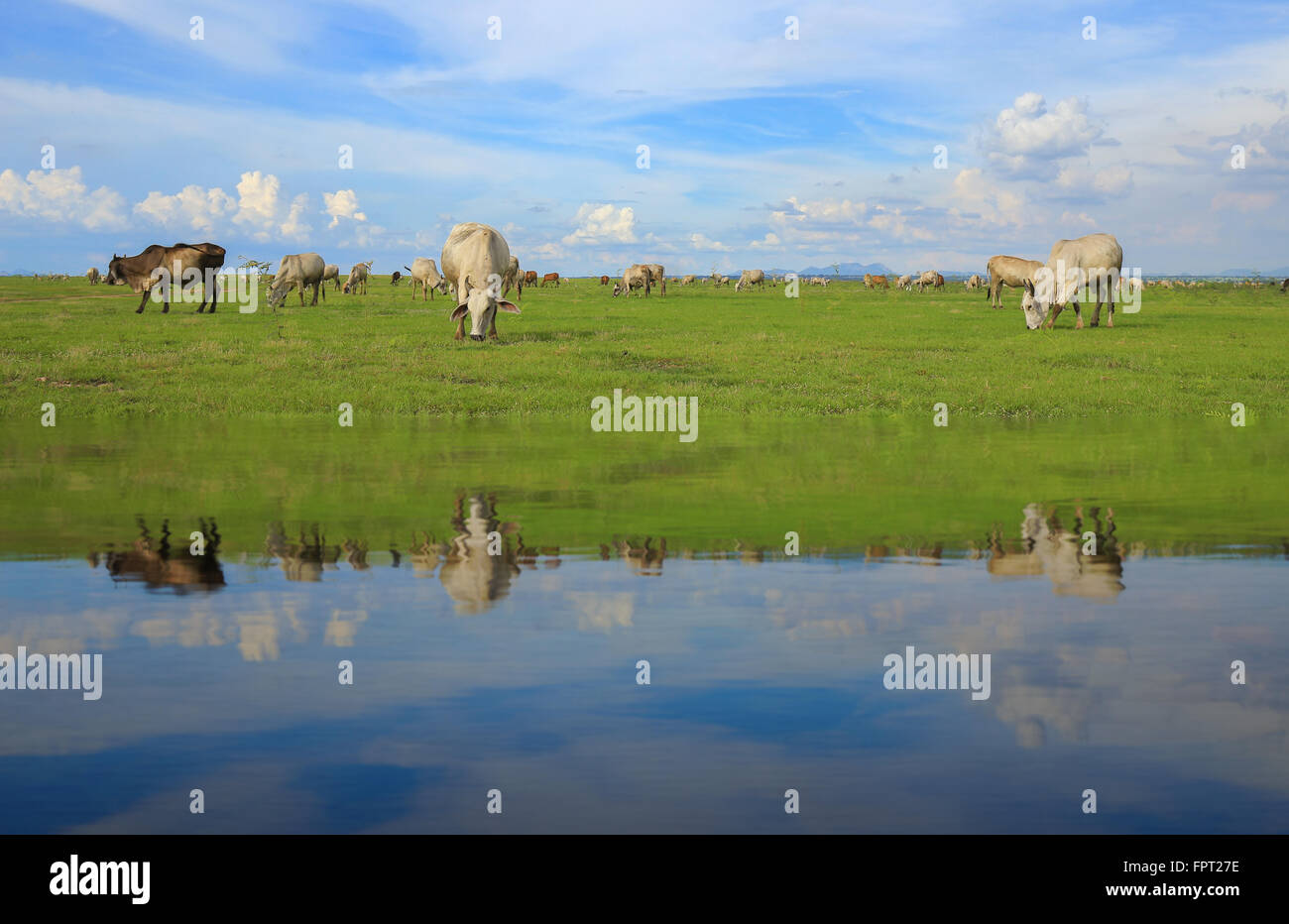 Cow eating grass in the grass field with water reflection Stock Photo ...