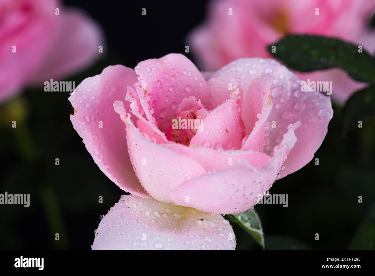 beautiful pink rose with water drop on black background Stock Photo - Alamy