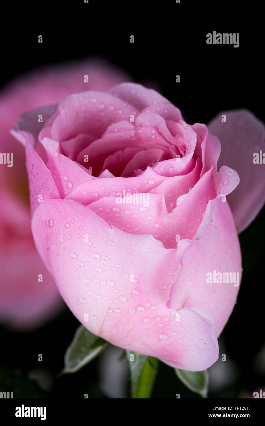 beautiful pink rose with water drop on black background Stock Photo - Alamy