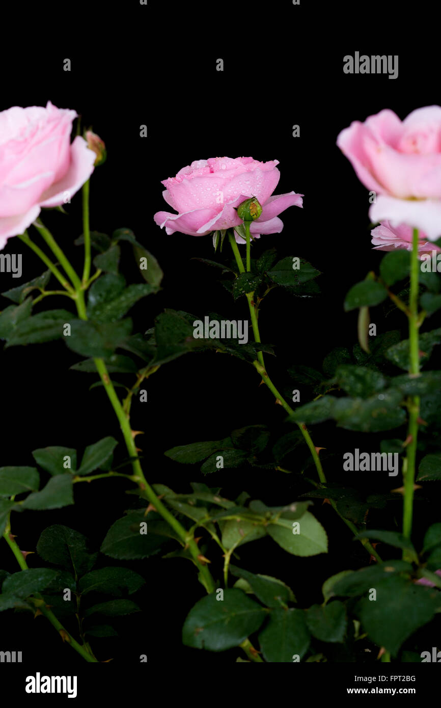 beautiful pink rose with water drop on black background Stock Photo - Alamy