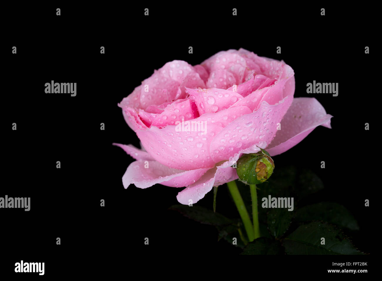 beautiful pink rose with water drop on black background Stock Photo - Alamy